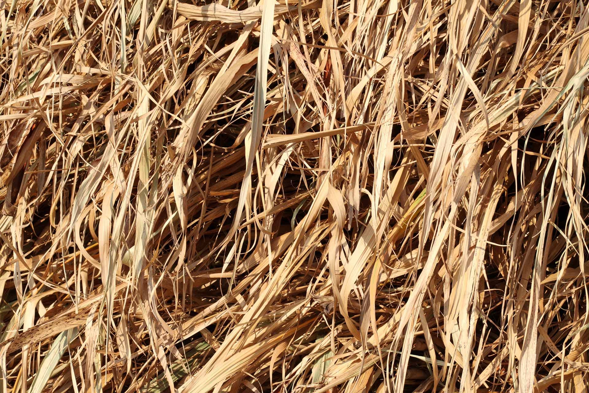 Biomass Fuel – Wellons Canada