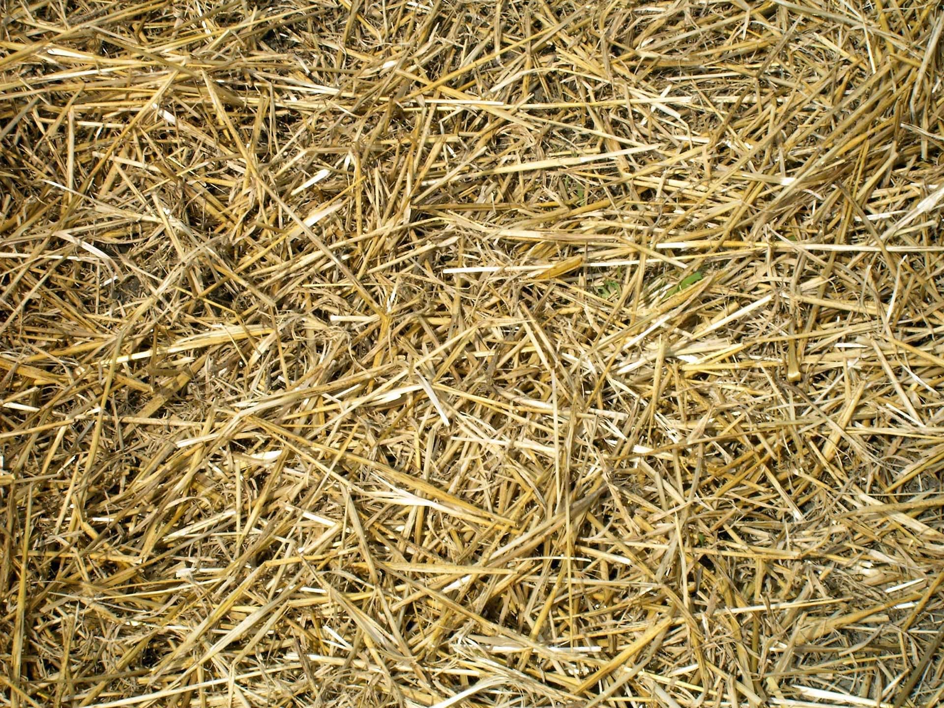 Biomass Fuel – Wellons Canada